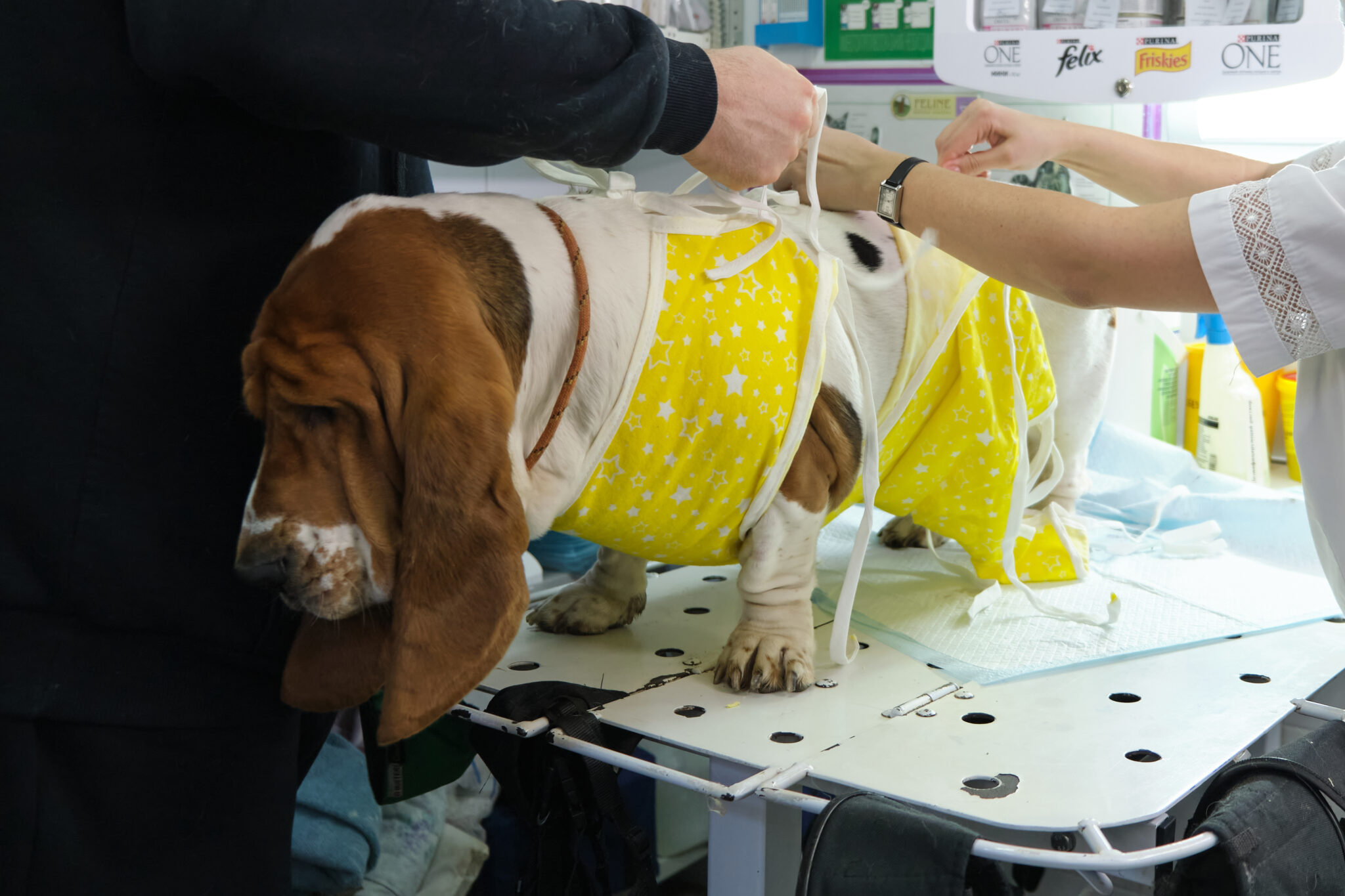 Female Dog Spay Recovery: Healing Time & Vet Care Tips